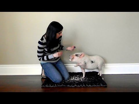 How to Train a Mini Pig to Wave - YouTube