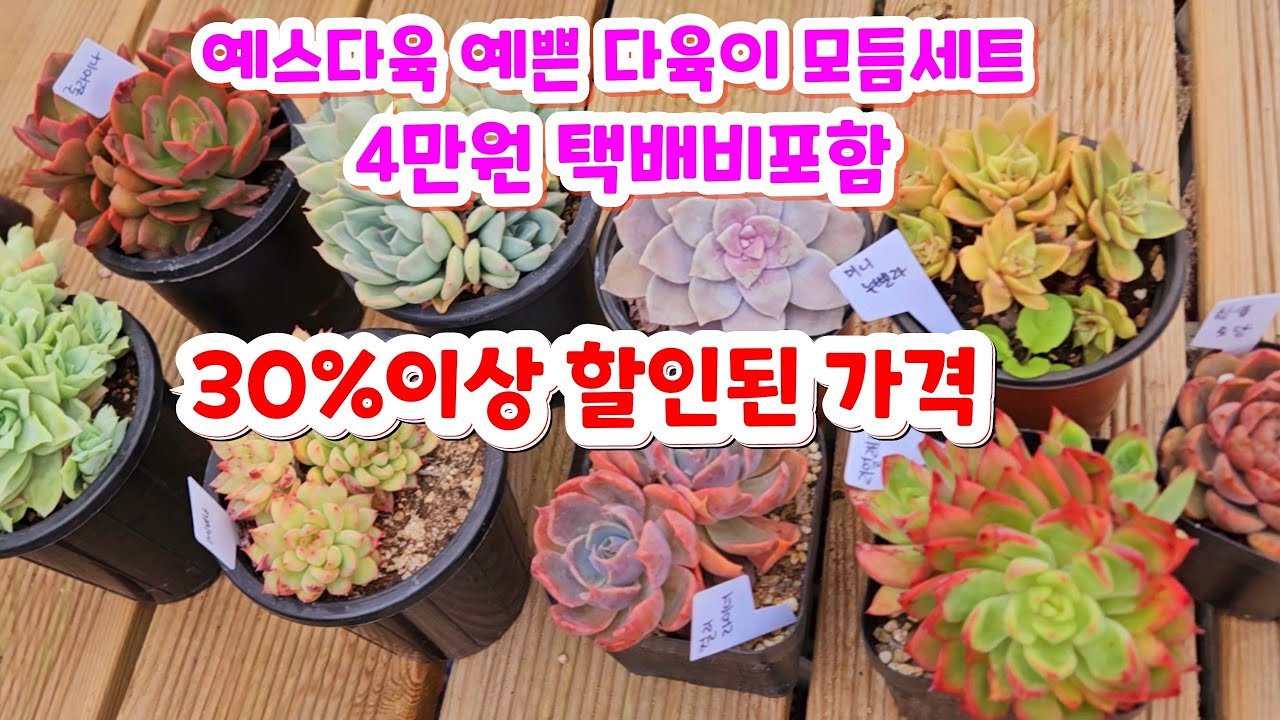 예스다육3 예쁜 다육이 세트구성 4만원 9포트 택배포함 너무 착한가격으로 예쁘게 키워보세요 다육이모듬세트 Youtube