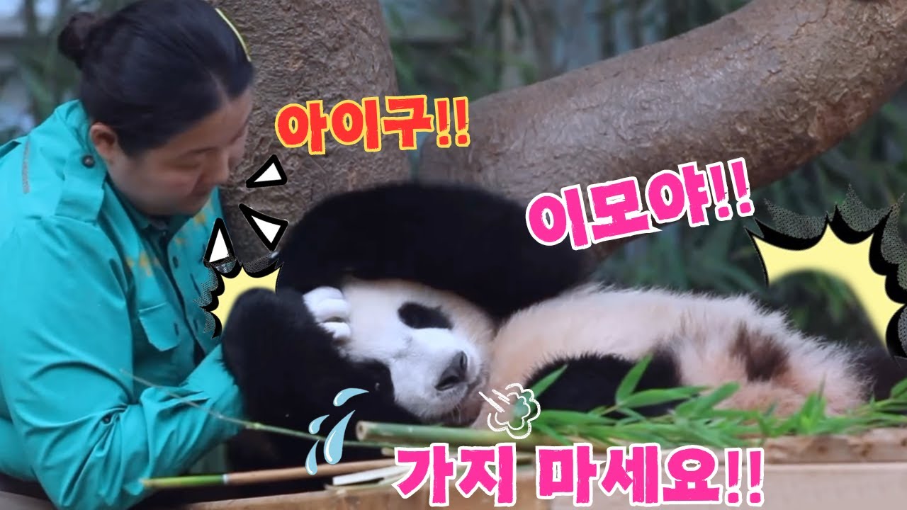루이바오가 승희 이모의 손을 꼭 잡고 가지 못하게 막다 ㅋㅋㅋ 🤣 후이바오가 엄마와 노는 장면에 관객들이 웃음을 멈추지 못하다ㅋㅋㅋ 🤣🤣🤣 Youtube