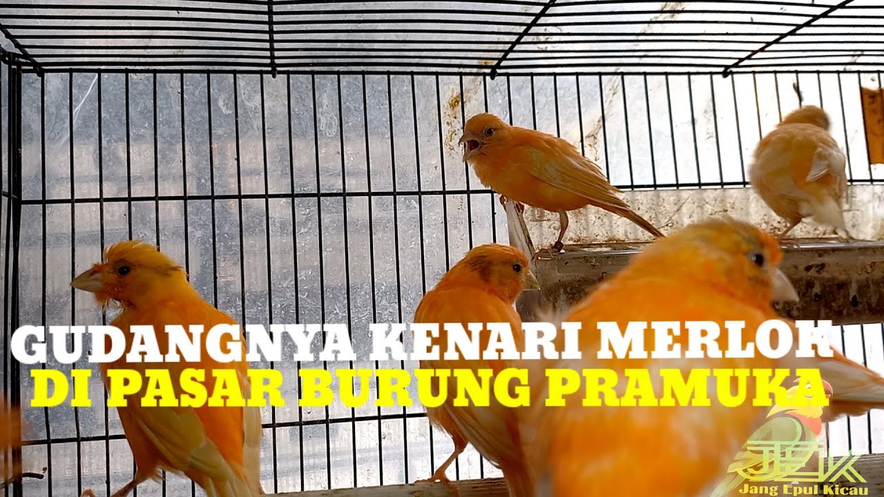PENJUAL SPESIALIS BURUNG KENARI MERLOK DIPASAR BURUNG PRAMUKA KIOS RAJA ...