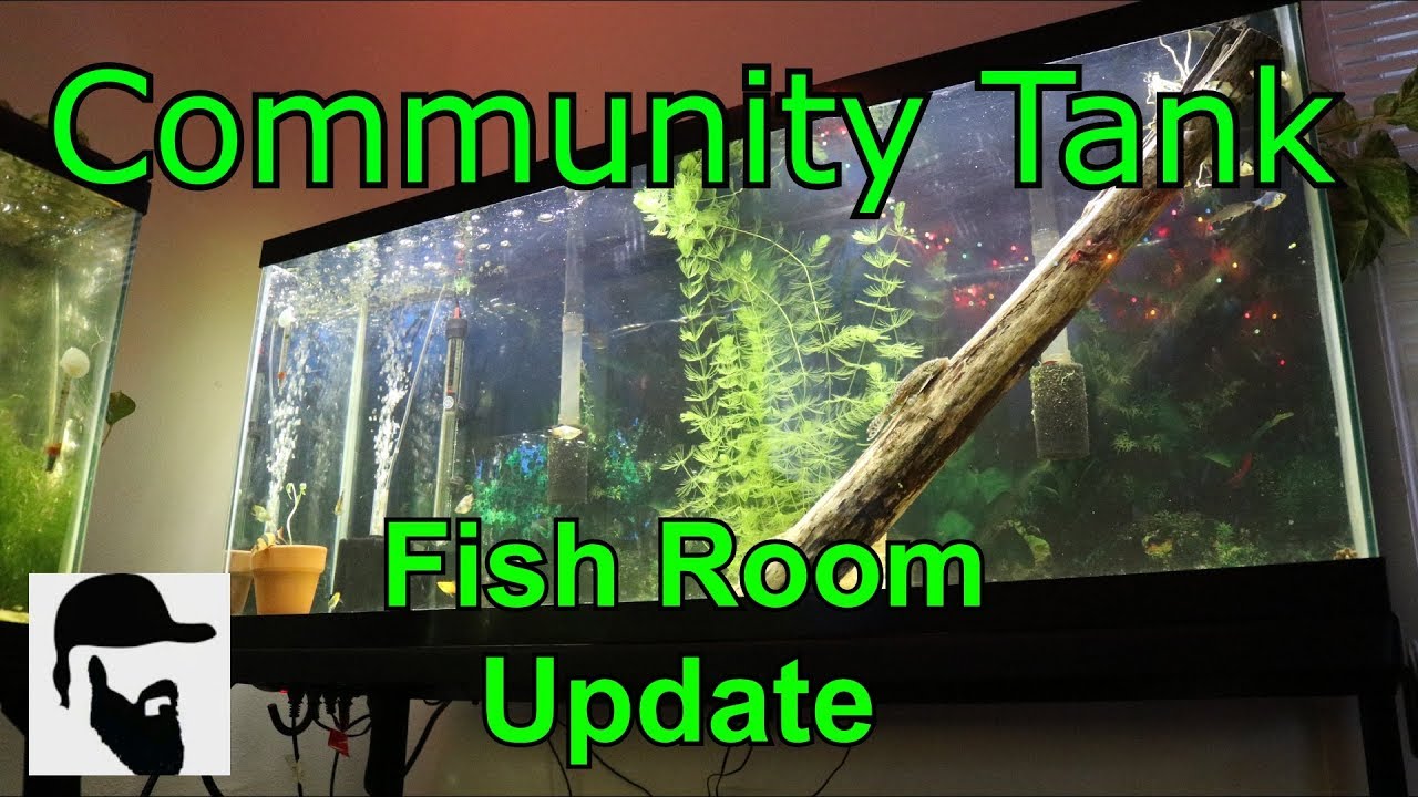 55 Gallon Community Tank Update - YouTube