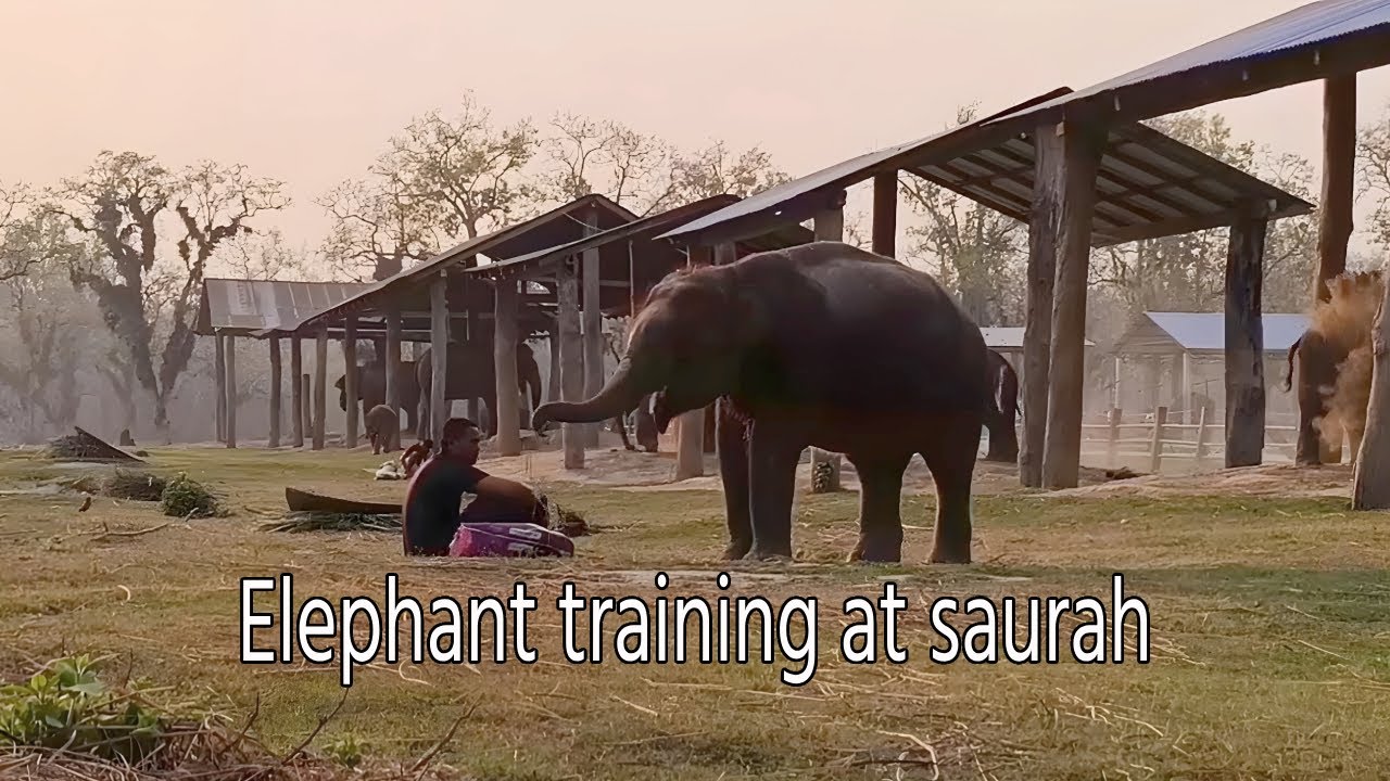 Elephant training center at saurah chitwan | ASMR VIDEO - YouTube