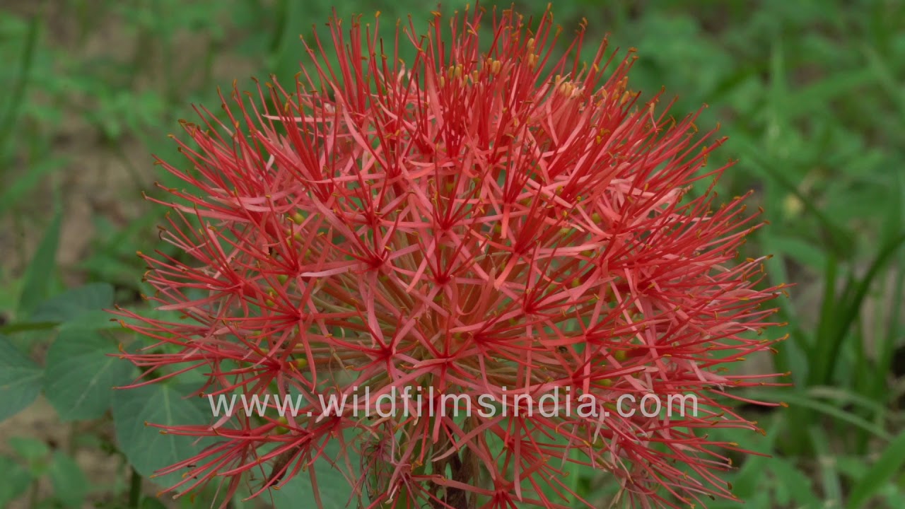 Football Lily or Scadoxus multiflorus in full bloom - YouTube