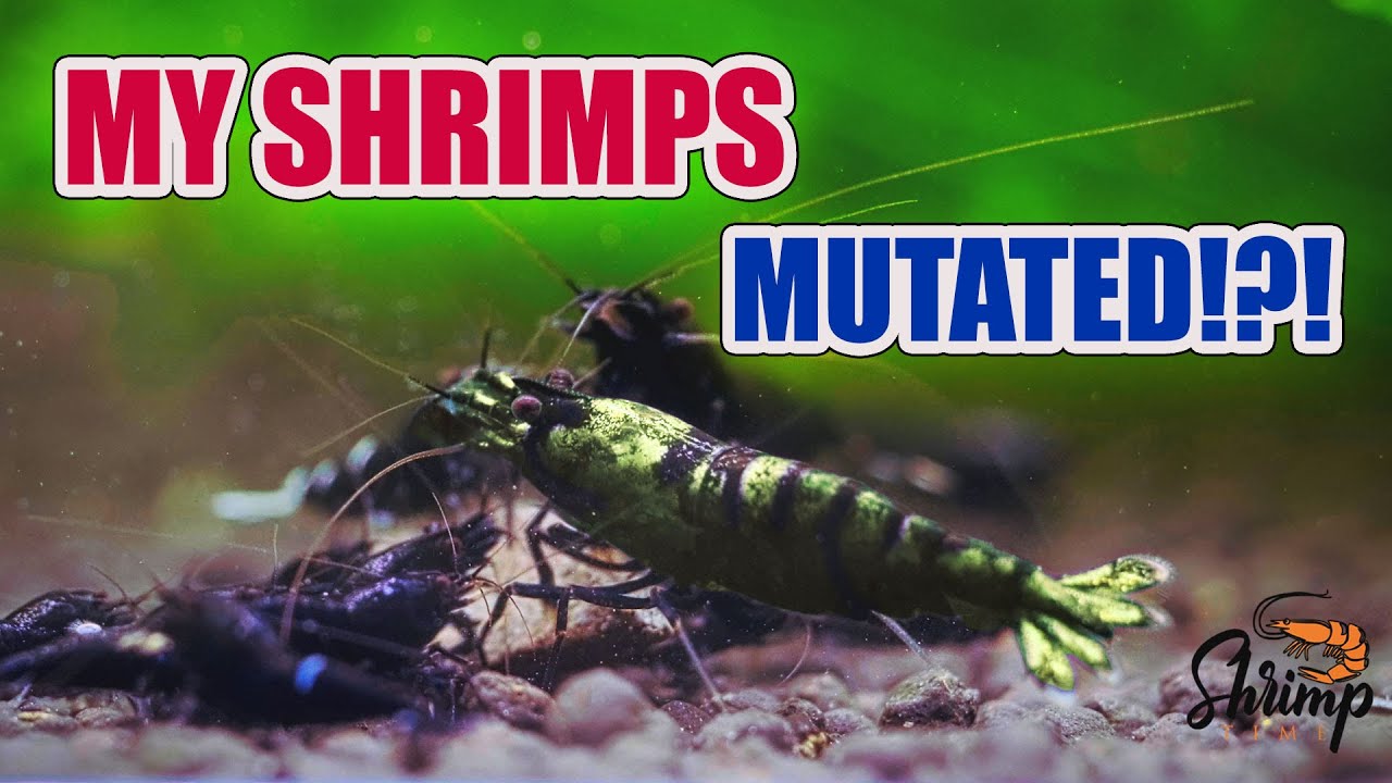 Black King Kong Shrimp Genetic Mutation into Purple Shrimp - YouTube