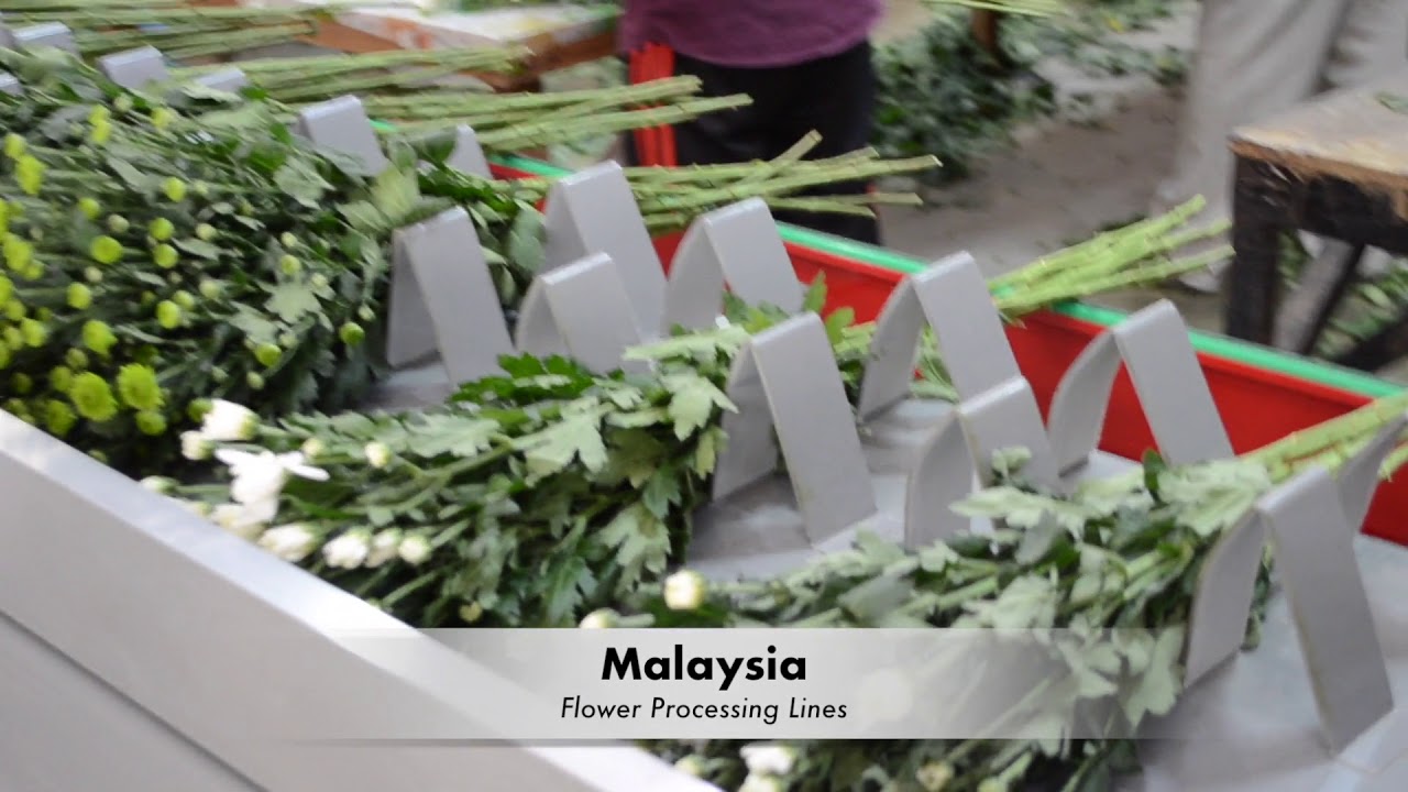 Flower Processing Lines - YouTube