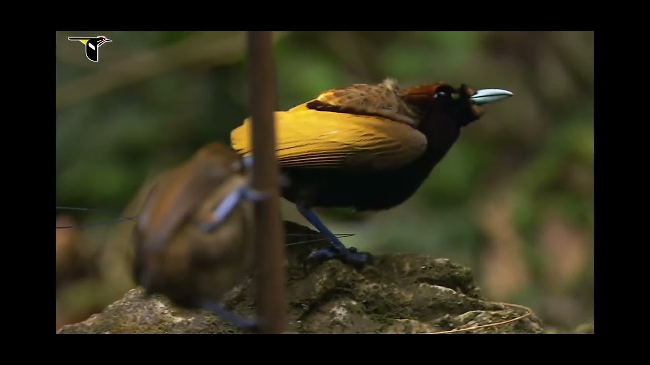 Flippin Bird - YouTube