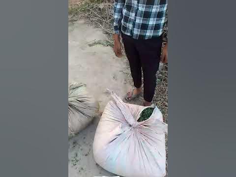| Challenge Dene ki wajah se ₹1000 ka chuna lag Gaya |😂| #shorts #viral #challenge # ...