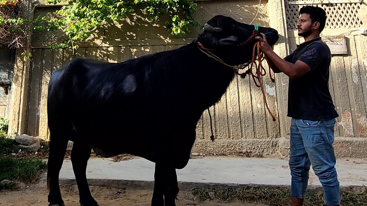 BHAINSA agaya | Unloading paada | - YouTube