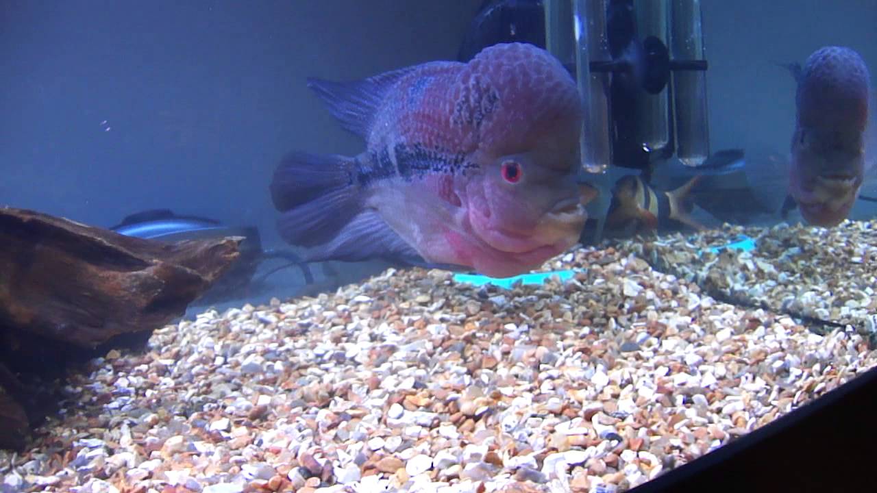 Flowerhorn Community Tank - YouTube