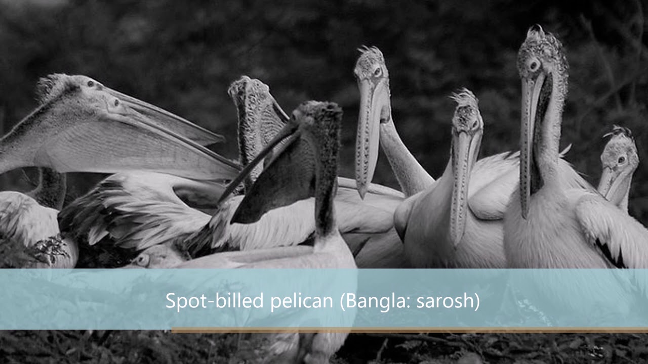 10 Rare Birds Of Bangladesh - YouTube