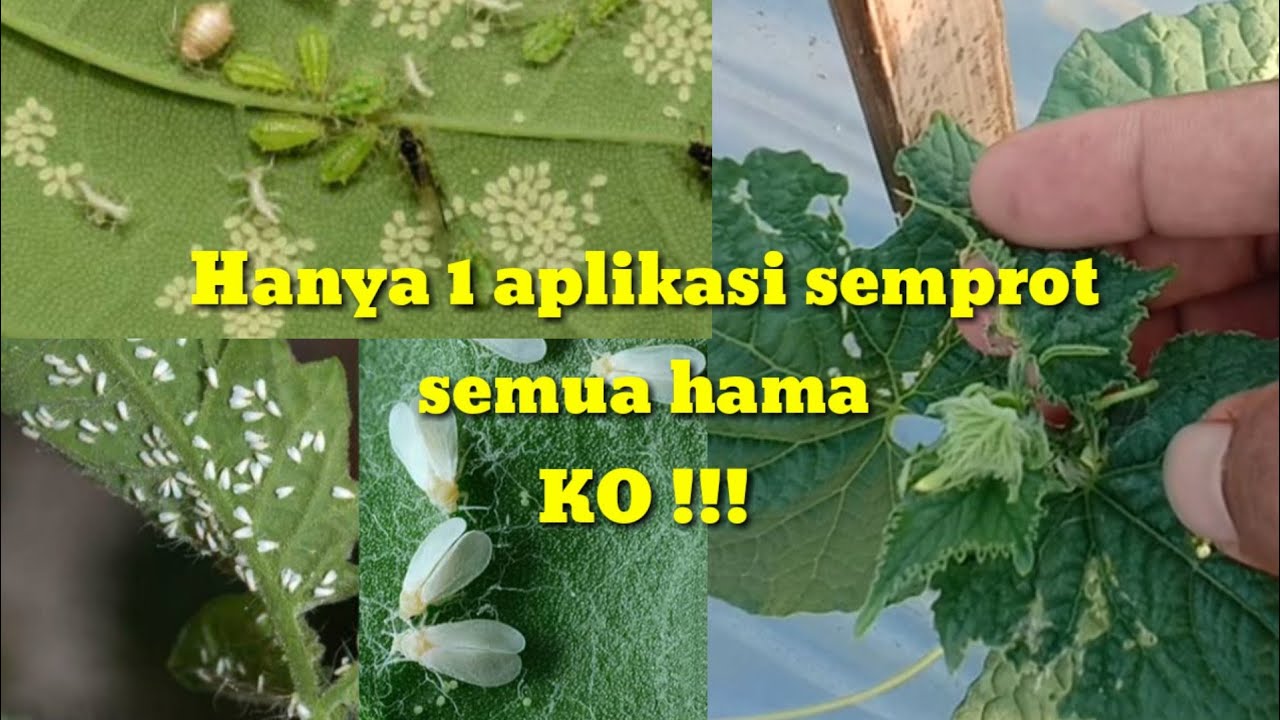 PESTISIDA TERBAIK UNTUK TANAMAN TIMUN/PENYEMPROTAN TIMUN MIRA - YouTube