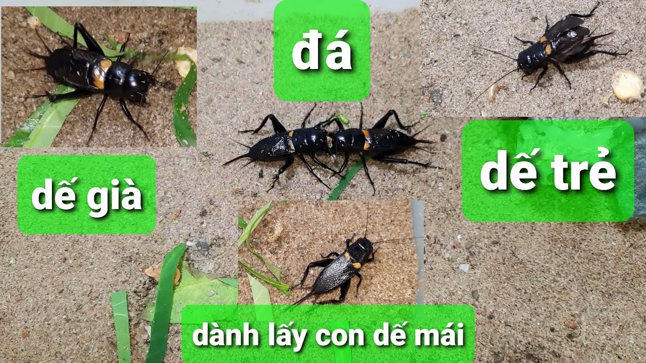 Cho hai con dế than đá nhau con nào thắng sẻ cho phối giống - YouTube