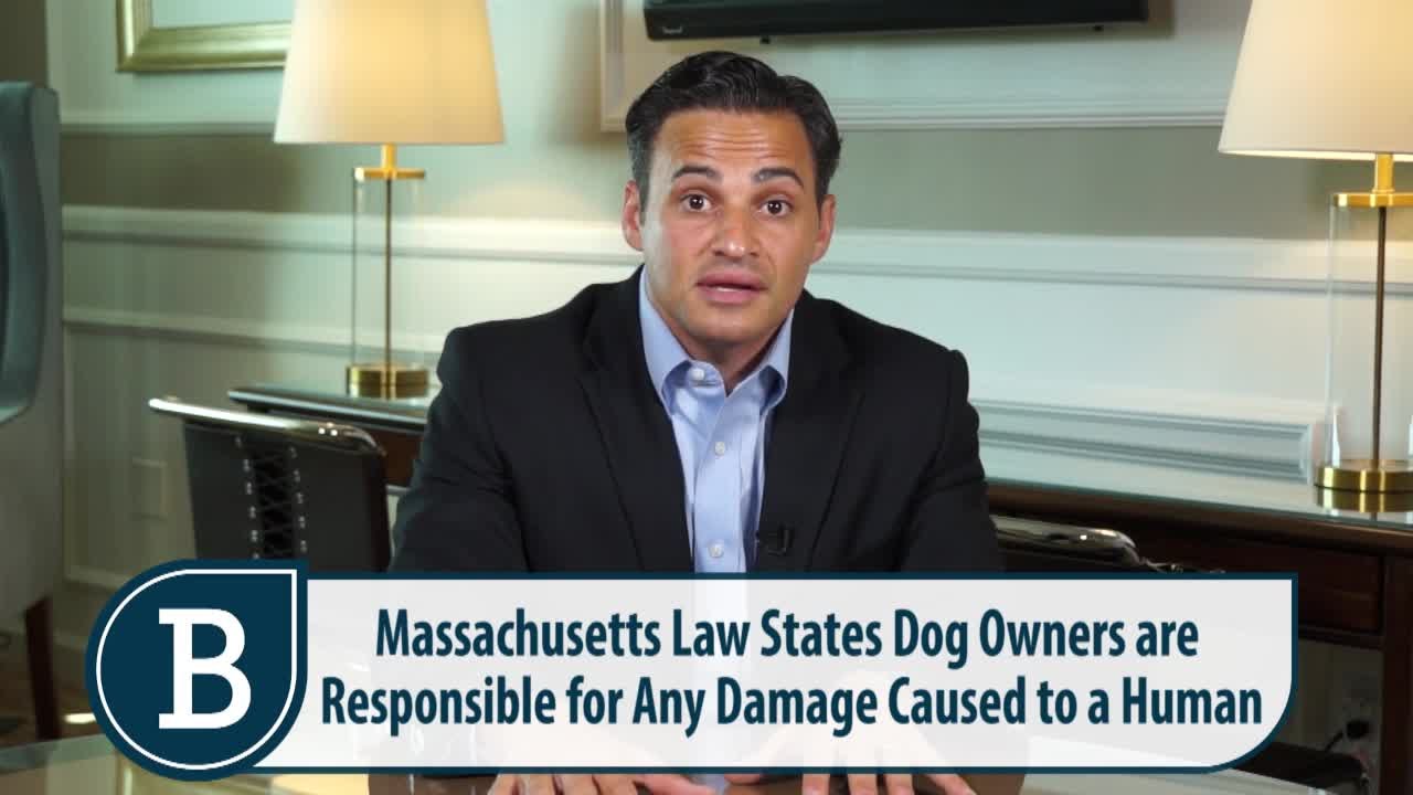 How To Seek Legal Recourse for Dog Bites in Massachusetts – MA Dog Bite ...