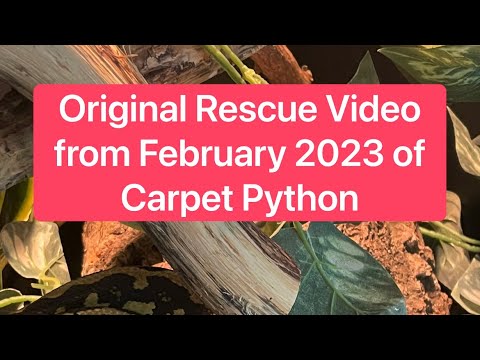 Rescuing a Carpet Python with DUCT TAPE stuck to its face - February 2023 Rescue - YouTube