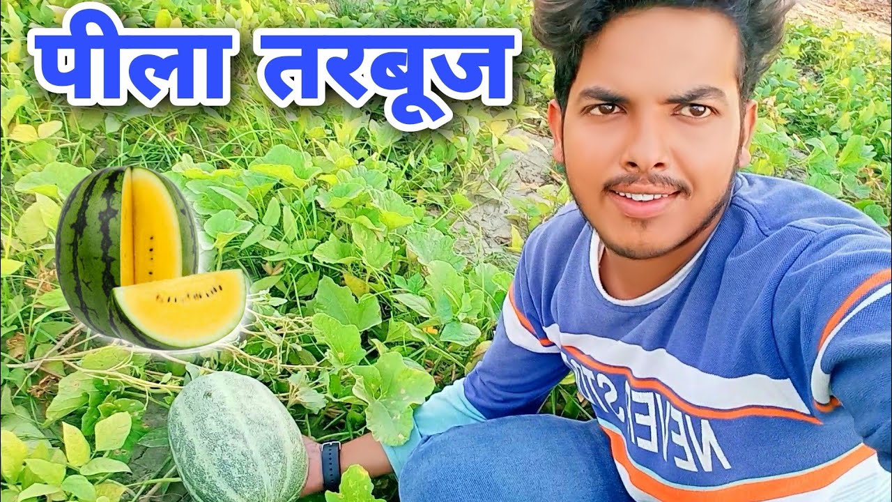 pila tarbuj ka fal|पीला तरबूज का फल || - YouTube