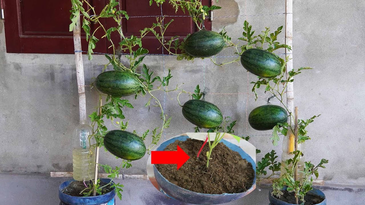 Growing Melons On Plastic
