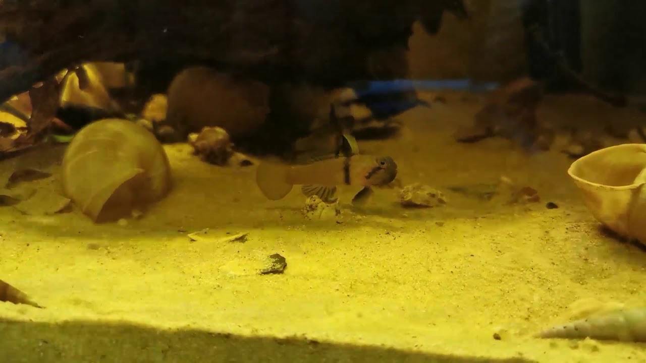 Redigobius balteatus parade - YouTube