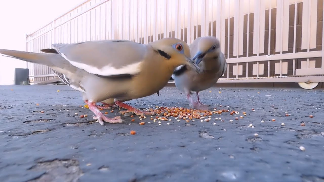 White-Winged Dove Snaps & Fights Each Other Over Food Seeds - Slow ...