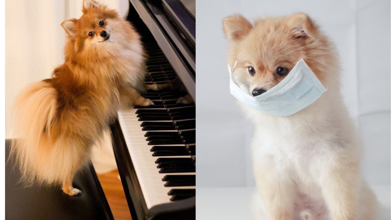Cute Pomeranian Dog Dancing Piano || Cute dog with Mask || Cute and ...