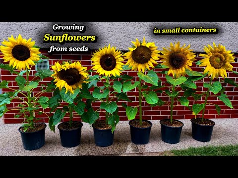 Growing Sunflowers in Small Containers 🌱🌻 From Seeds to Harvest – Step by Step