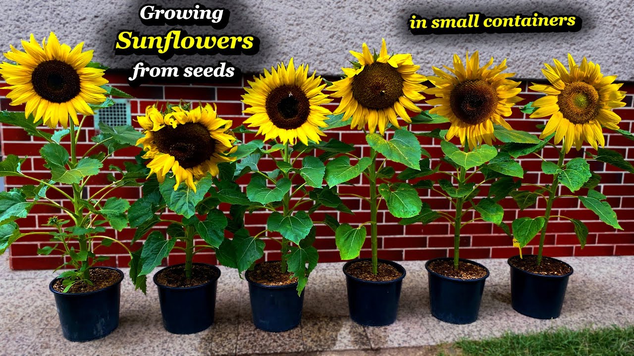 Growing Sunflowers from Seed to Harvest - Step by Step in small ...