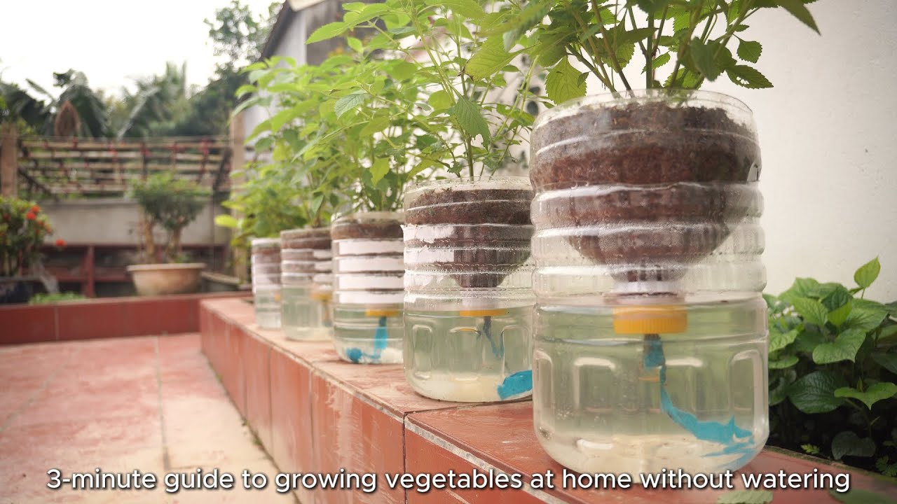 3 minutes of growing vegetables at home for the perfect housewife - YouTube