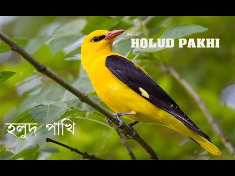 Holud Pakhi (হলুদ পাখি) - YouTube