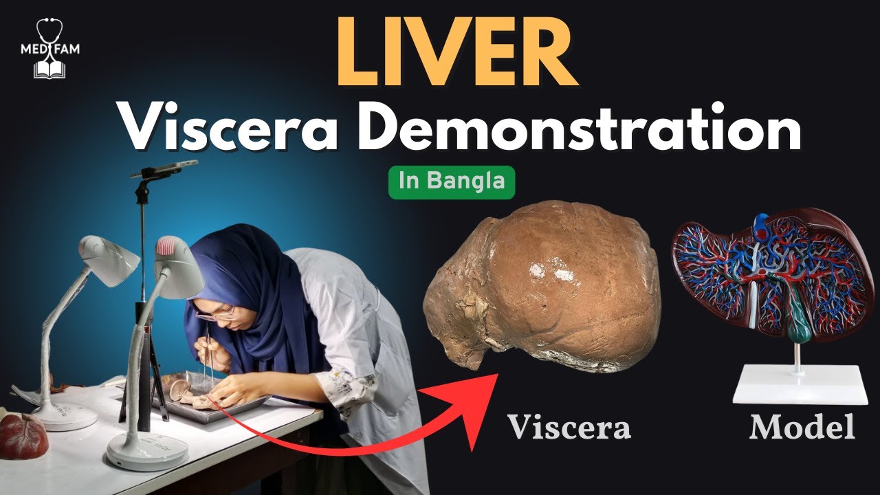 Liver Anatomy in Bangla| Liver Viscera Demonstration in Bangla ...