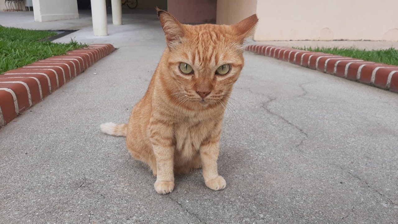 Beautiful orange cat walk to human enjoy snacks and petting - YouTube