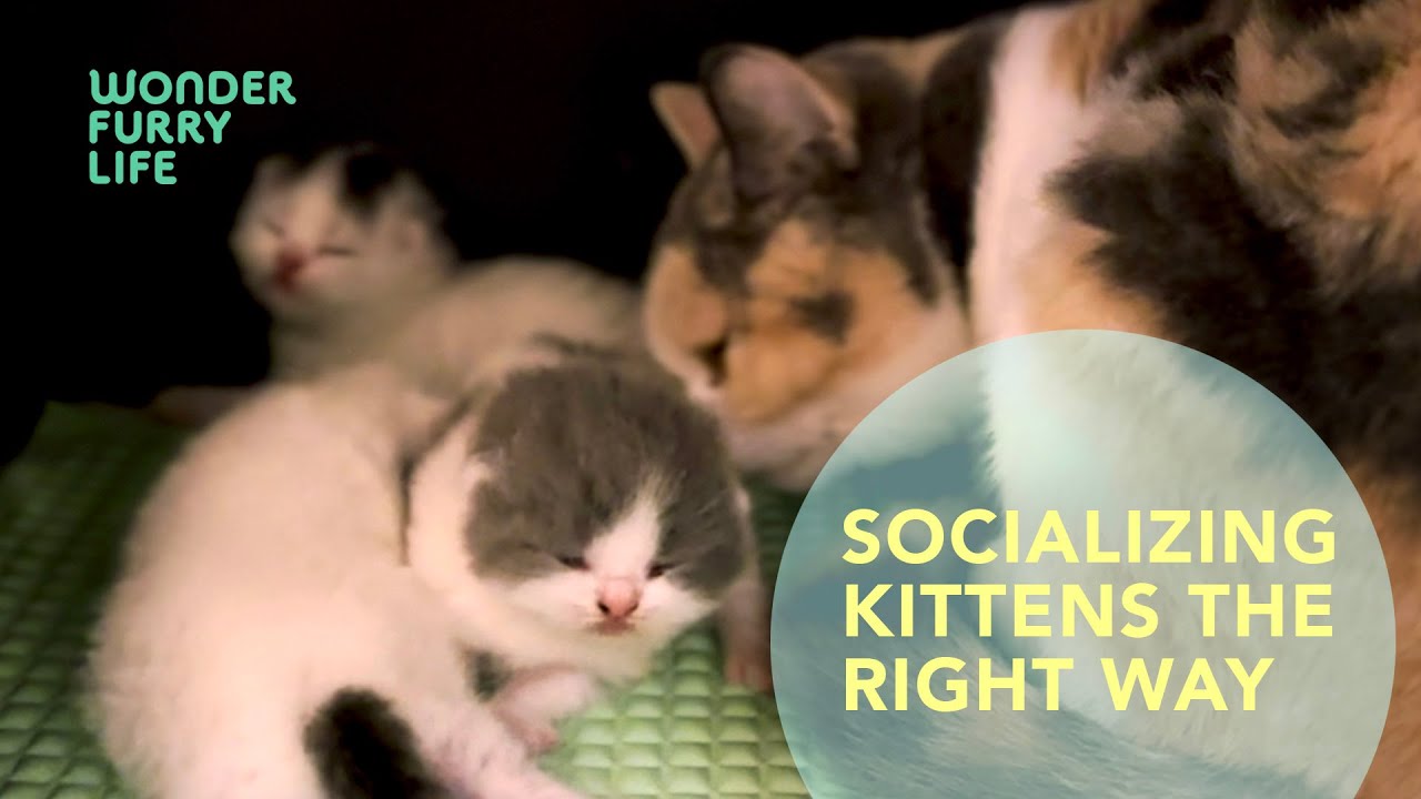 Secret to Raising Friendly Kittens | Socializing Kittens start with ...