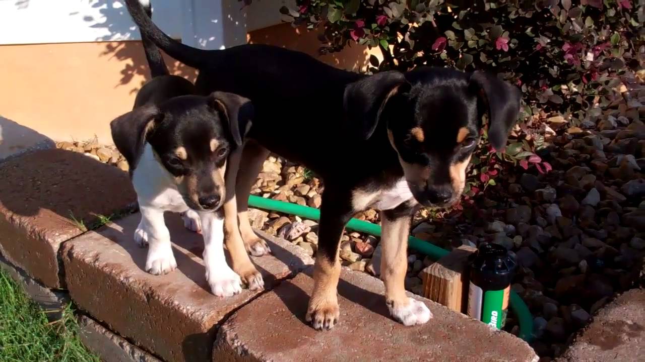 Doxin Mix Puppies 6 8 12 - YouTube