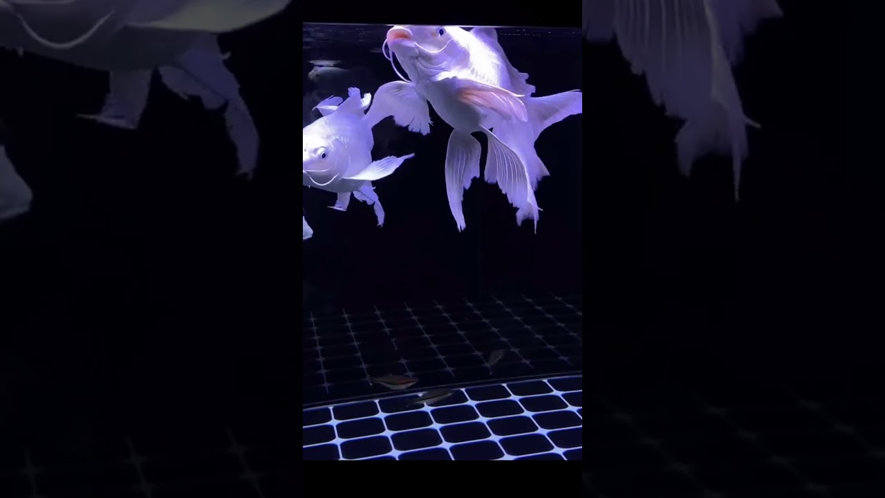 Platinum Butterfly Koi Carp Collection 111 - Short Body Butterfly ...