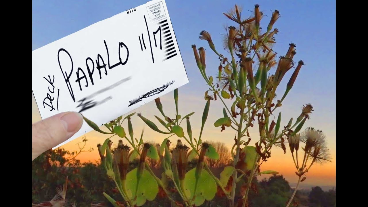 How to Grow Papalo Herb Plant taste like Cilantro- Growing Papalo ...