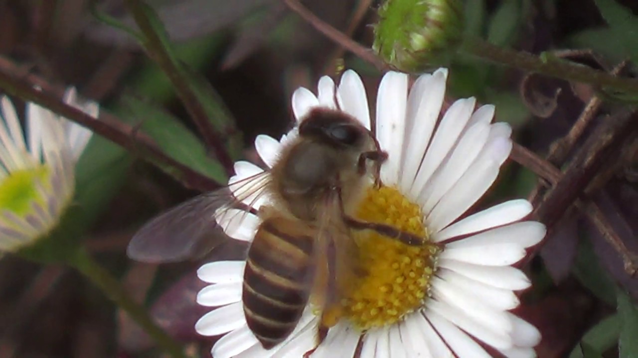 Lovely Capture of Family Apidae Honey Bee - YouTube