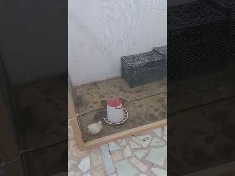 Biraz köy özlemi ve sehir hayatının sıkıntısı çöktü yine omuzlarıma...