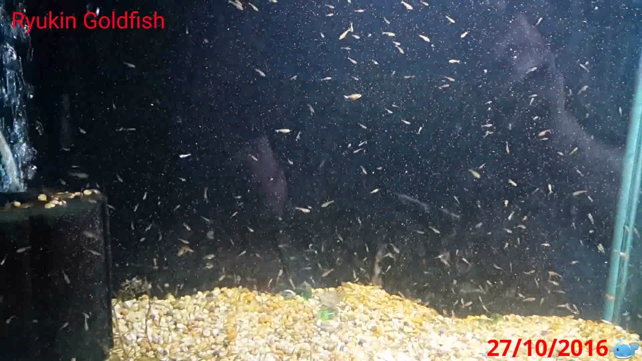 Ryukin Goldfish NZ - YouTube