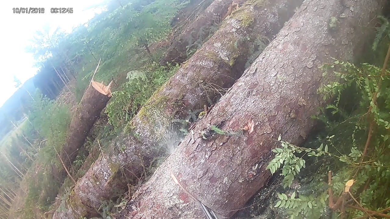 Oregon coast timber falling - YouTube