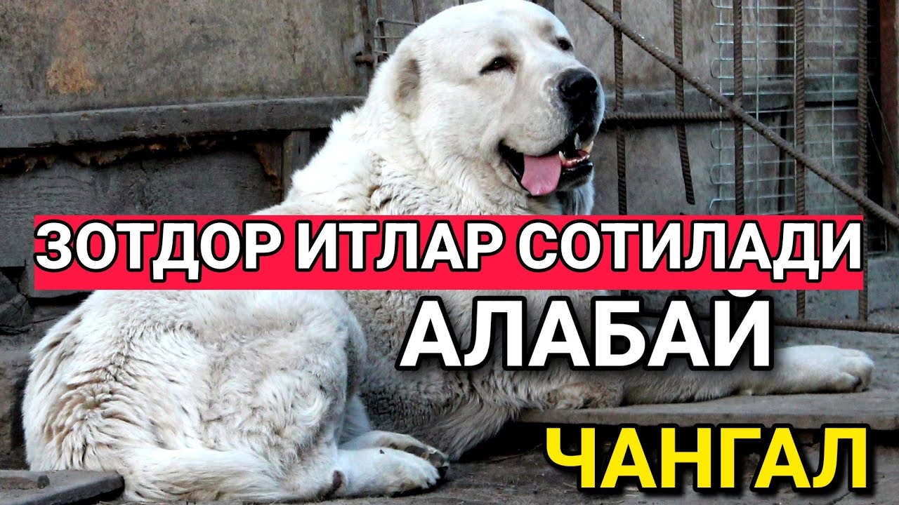 BUXORO JONDOR/ZOTDOR ITLAR SOTILADI/ALABAY,CHANGAL,05.03.2023/JONDOR UZ ...