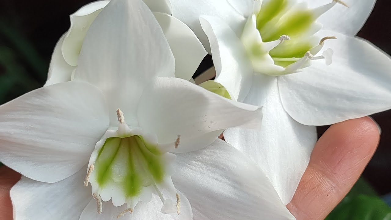 Lirio del Amazonas o lirio cuna de María (Eucharis amazonica) - YouTube