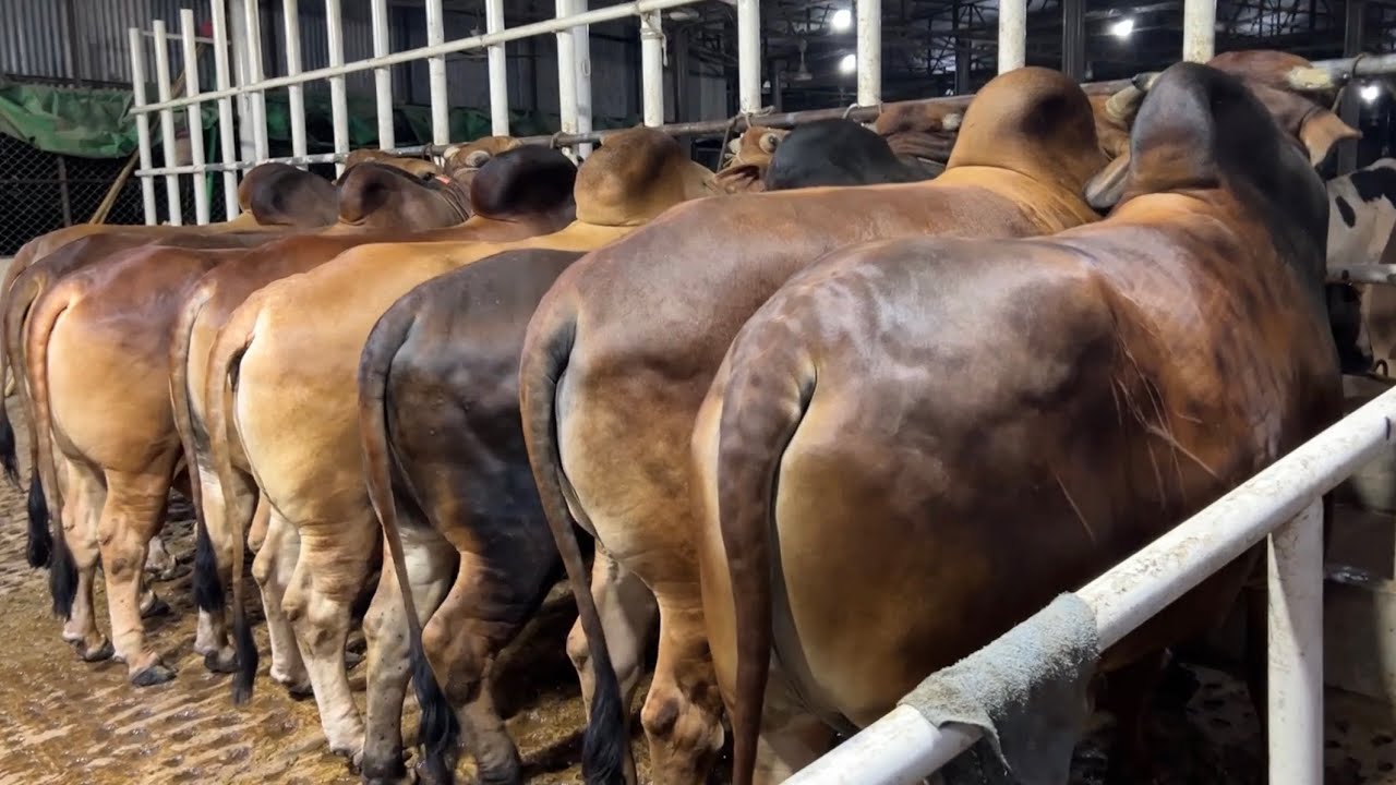Hefty Shahiwal Cows Line Up | MashAllah | Giant Huge Shahiwal Deshal ...