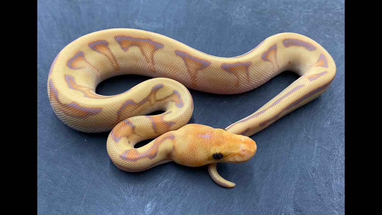 Genetic Stripe Clowns! Need I say more? - YouTube