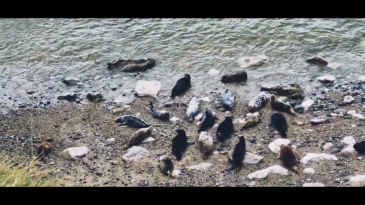 Llandudno Seals Porth Dyniewaid (Angel Bay) April 5th 2024 - YouTube