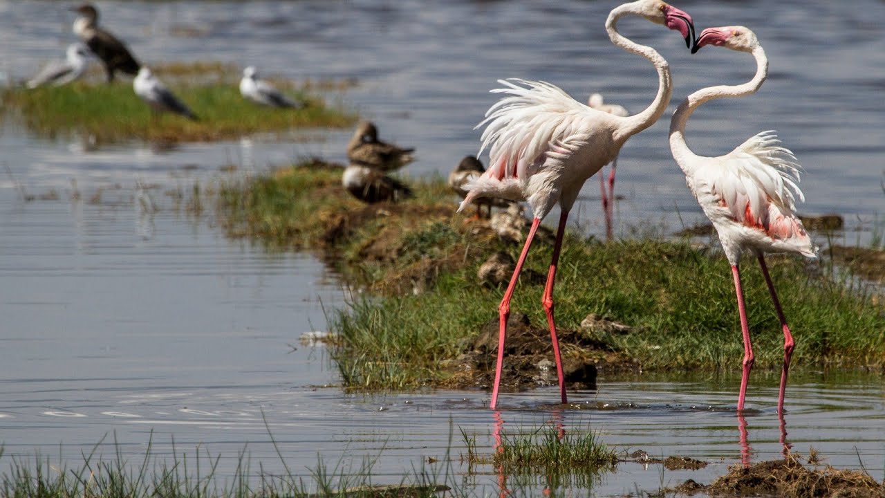 Animals playing in the forest/ wild animal playing/netural animal ...