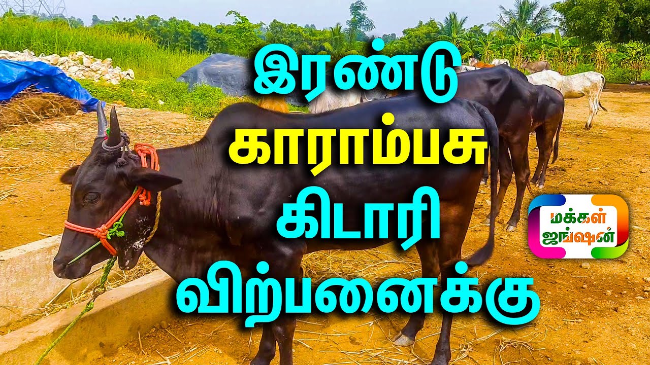 இரண்டு காராம்பசு கிடாரி விற்பனைக்கு, 📲 Contact : 6381972015 || kaaram ...