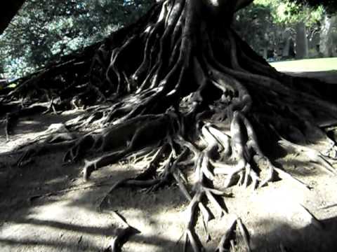 大支和商陆的根。 (Large branch and roots of Phytolacca.)