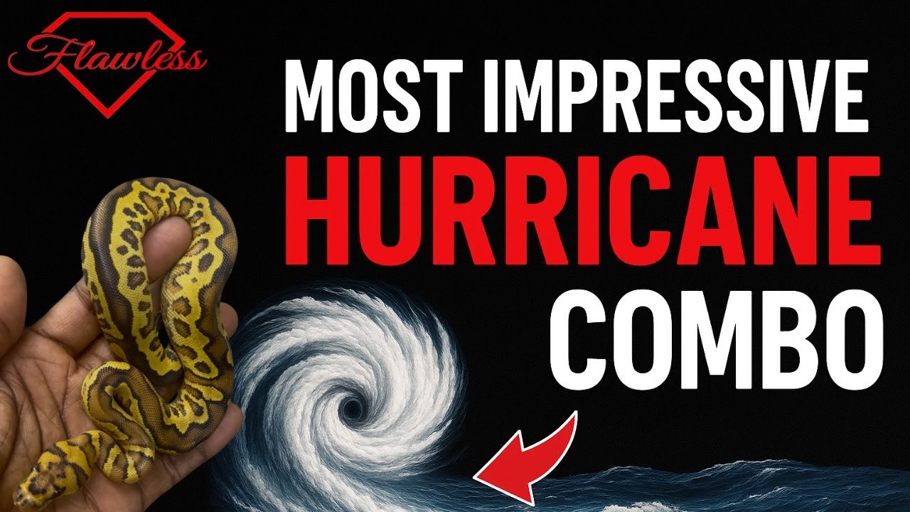 Our BEST Hurricane Ball Python Combo Yet! Must See Reveal - YouTube