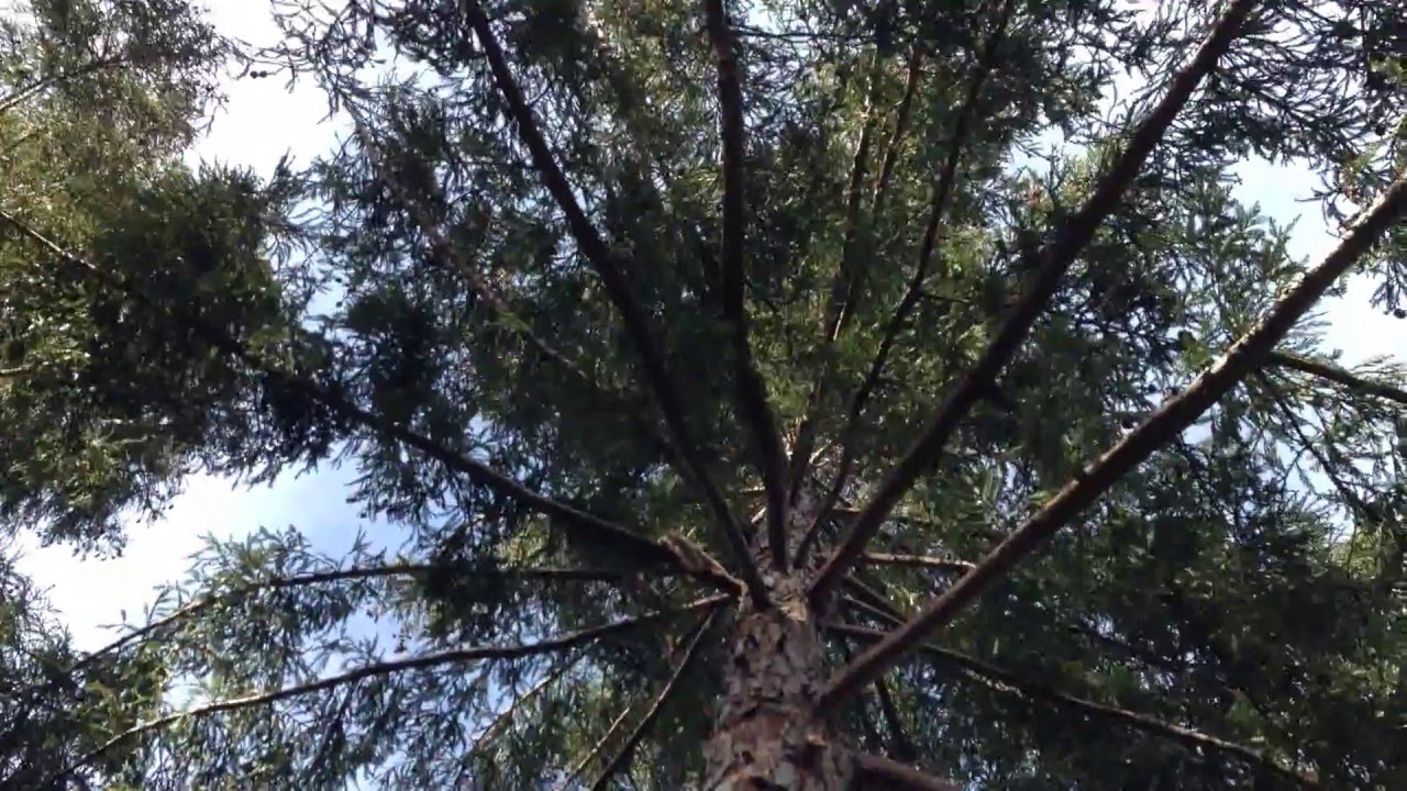 Topping a Redwood tree - YouTube