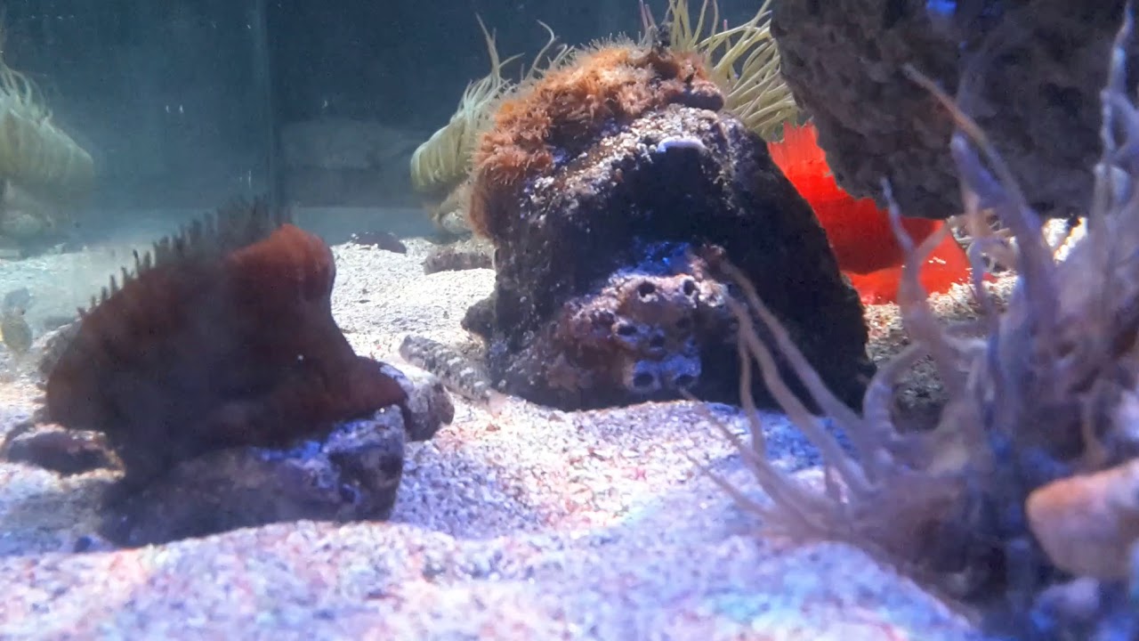 Mediterranean Sea Tank, July 2019 - YouTube