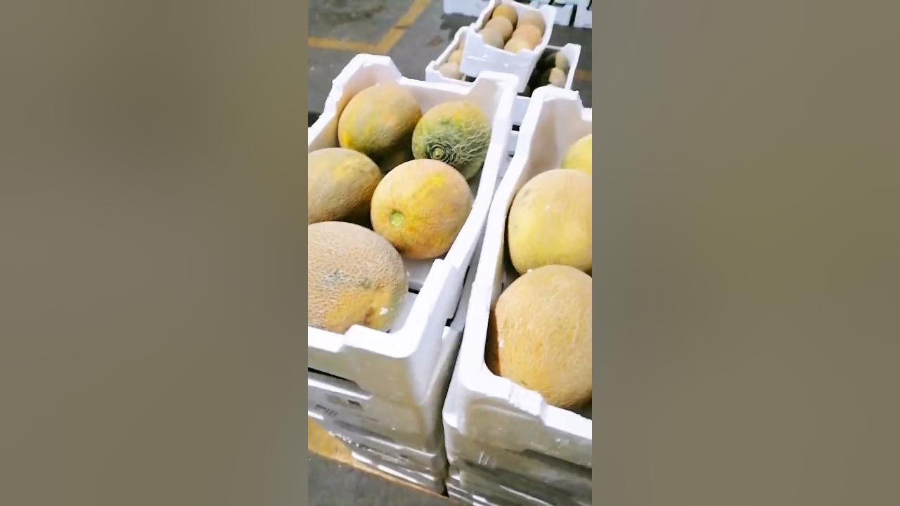 Saudi Arabia, Jeddah halaka Sweet melon - YouTube
