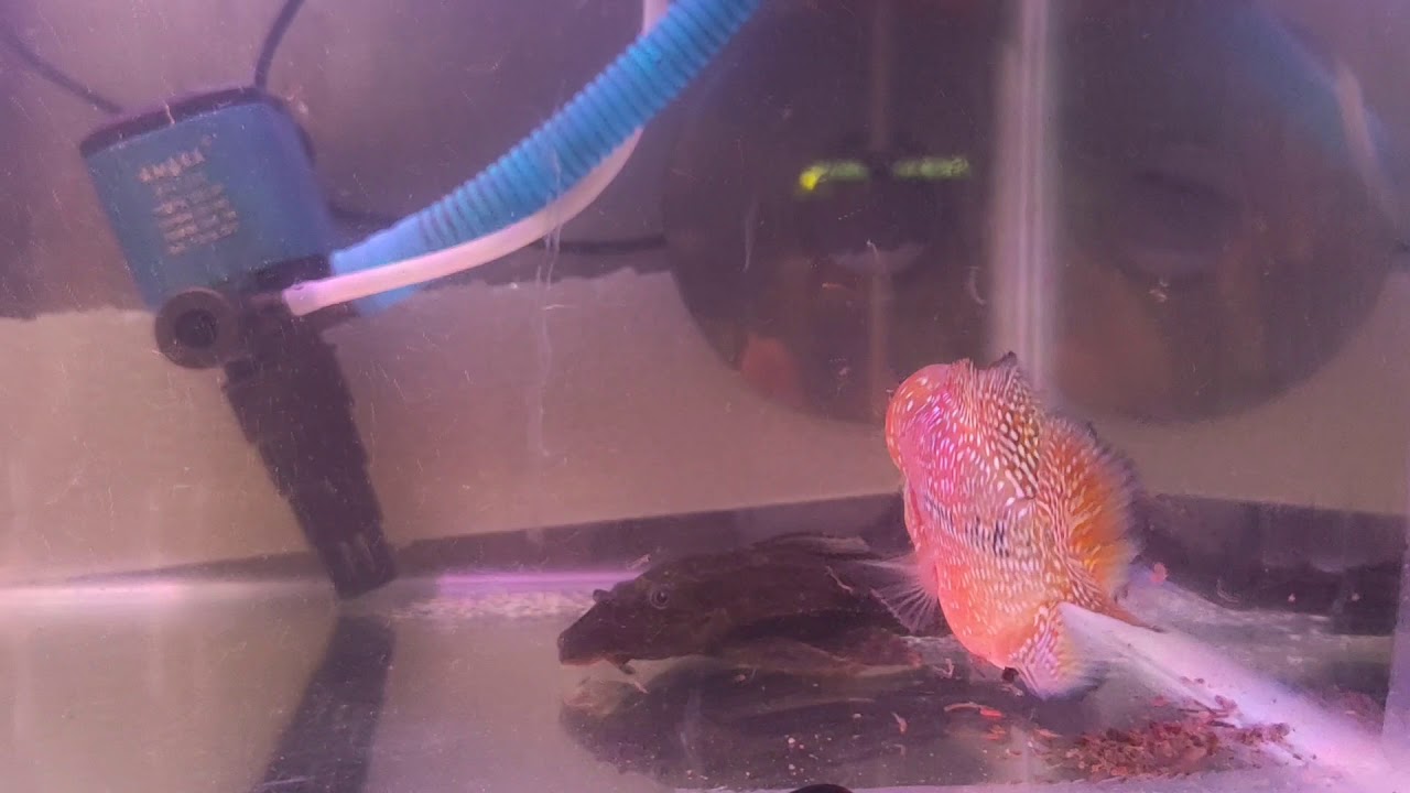 Belajar progese louhan SRD bagi pemula - YouTube